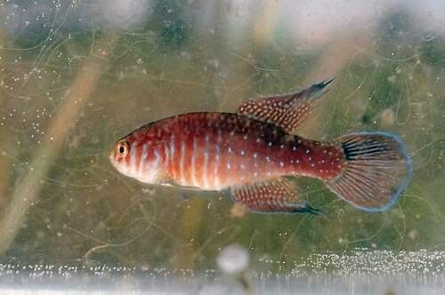 Você conhece o PIRÁ-BRASÍLIA? - PORTAL FEDERAL